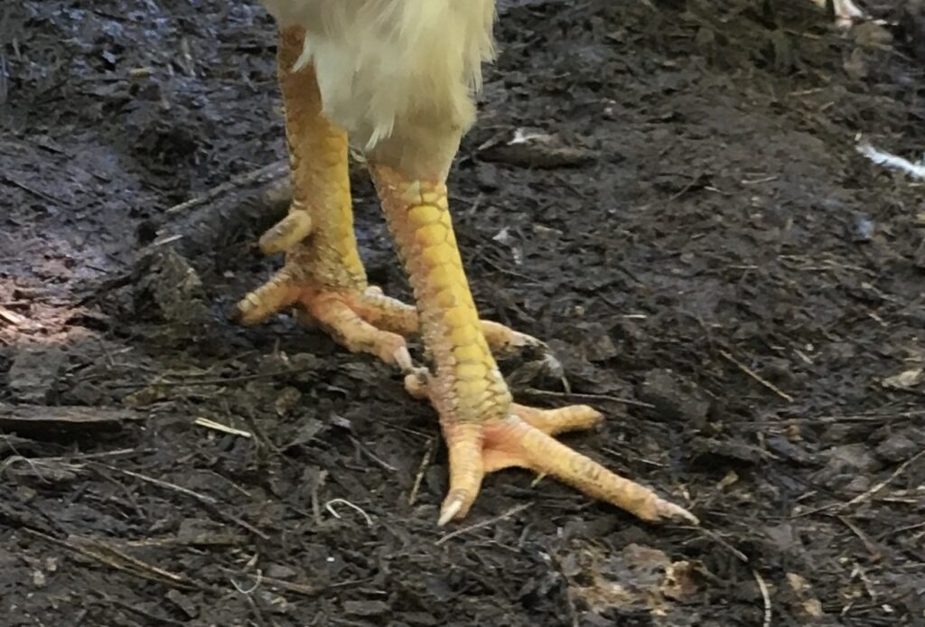 How to Handle a Chicken Foot Injury - Backyard Poultry